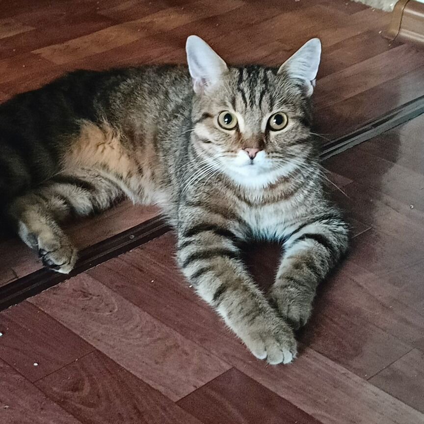 Отдам кота в добрые руки бесплатно
