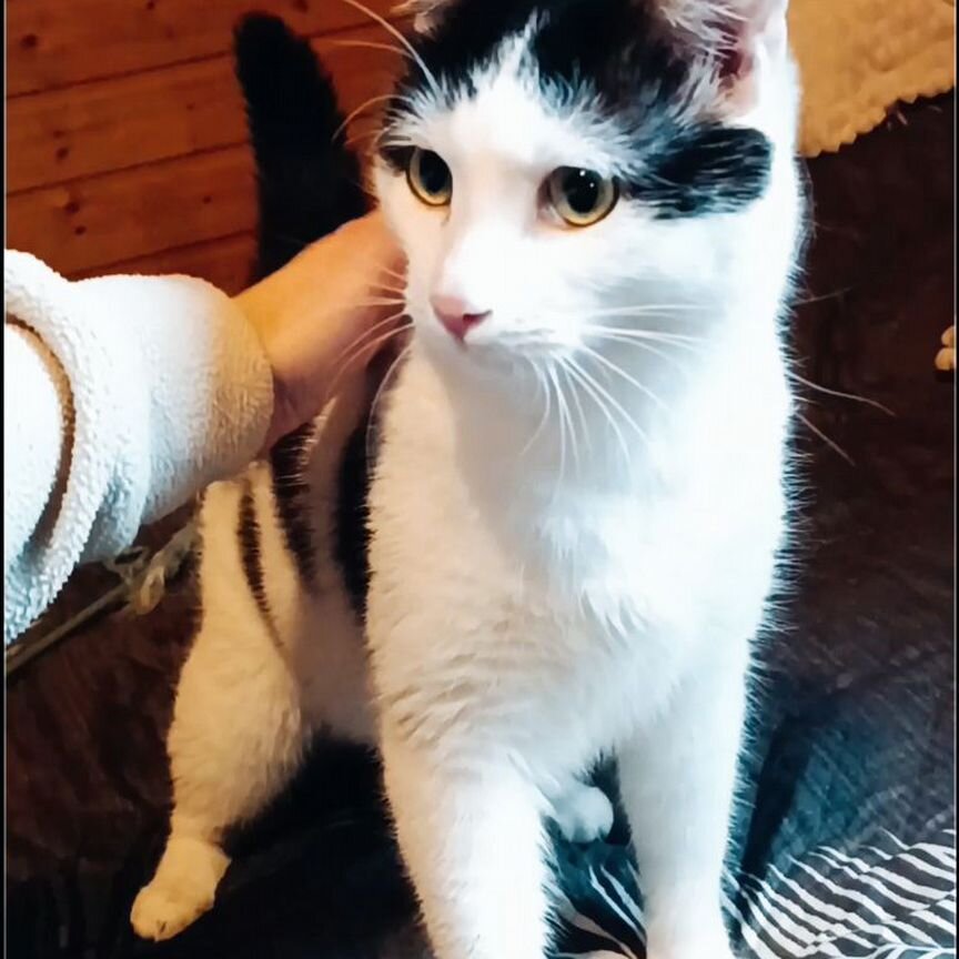 Котик в добрые руки