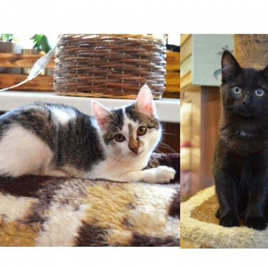 Отдам котят. Доставка бесплатно