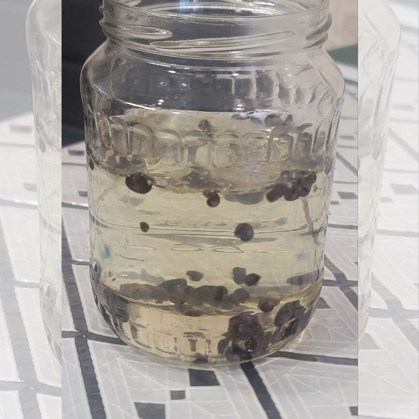 Аквариумные улитки