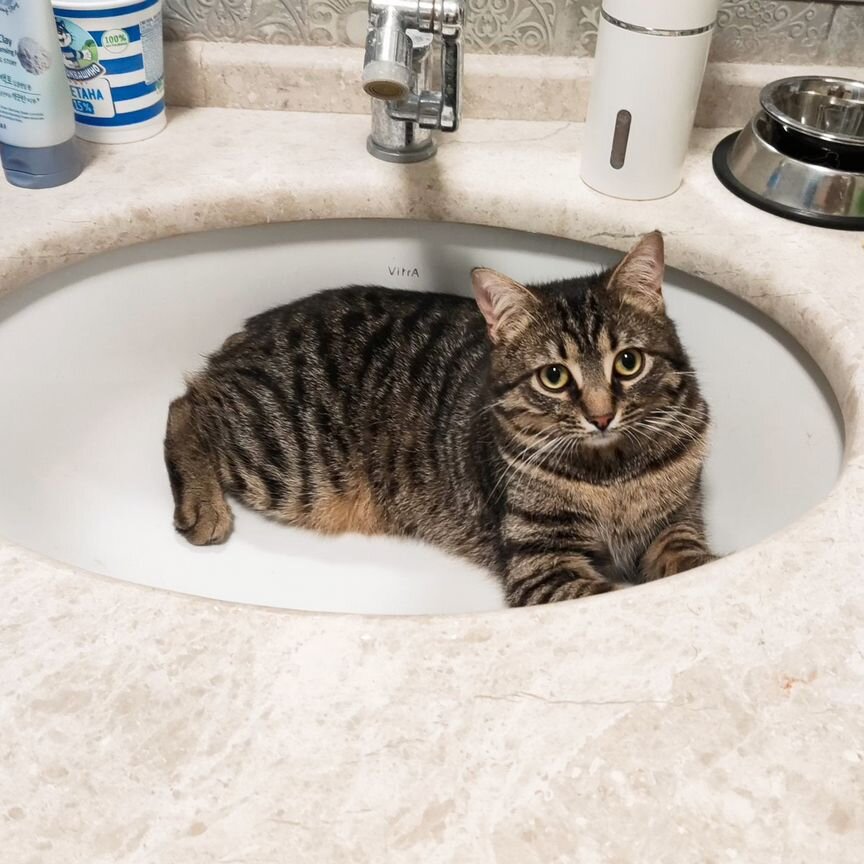 Котик-бесхвостик