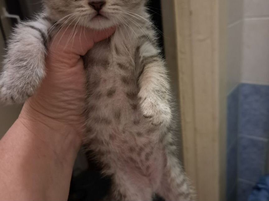 Шотландская вислоухая