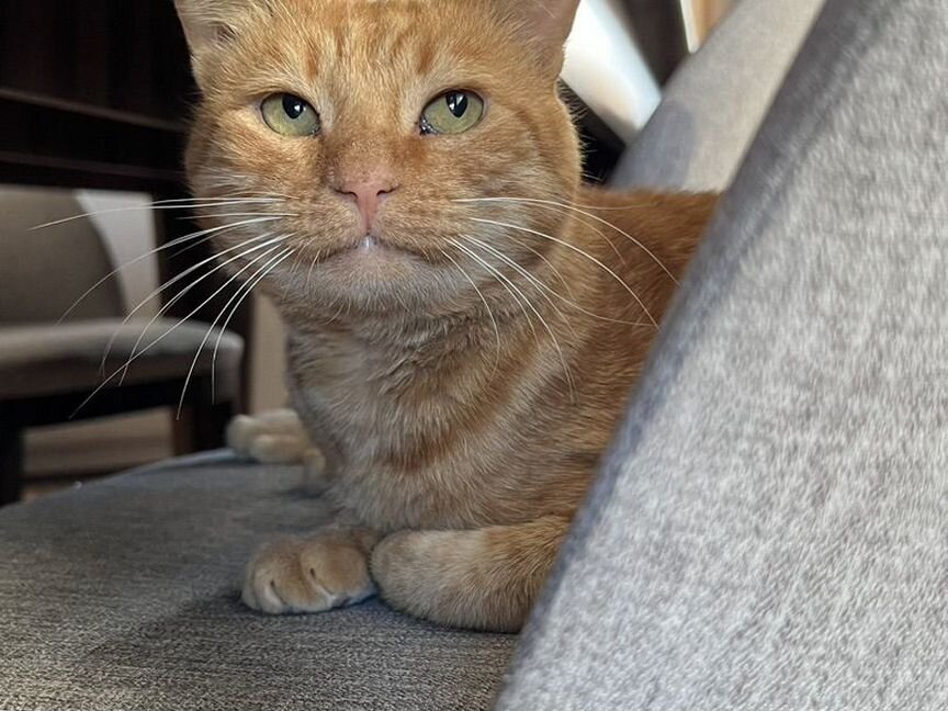 Рыжий кот Рон в добрые руки