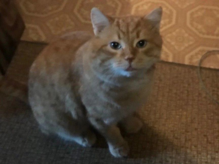 Котик Плюшек Павлово, доставим