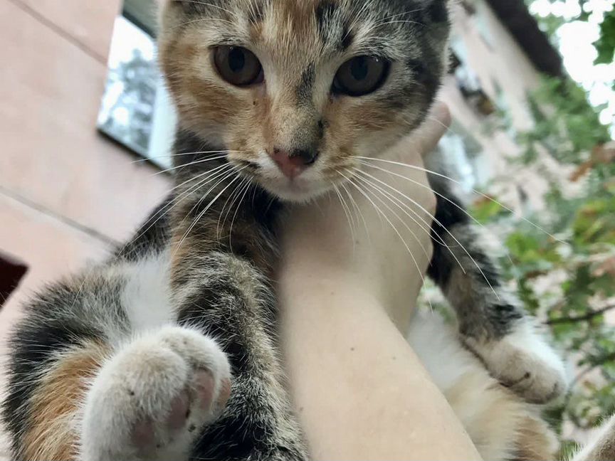 Котенок Белка ищет дом