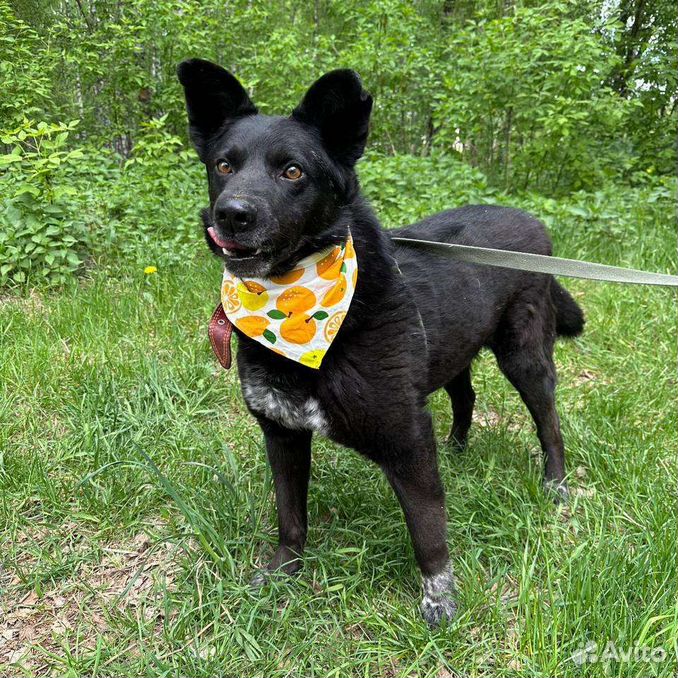 Добрый пёс пропадает в приюте