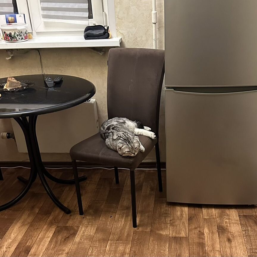 Кот скотиш фолд