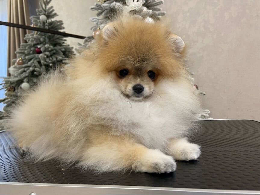 Померанский шпиц