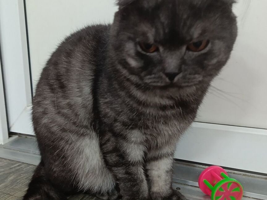 Пристраивается котик из котокафе в Океане