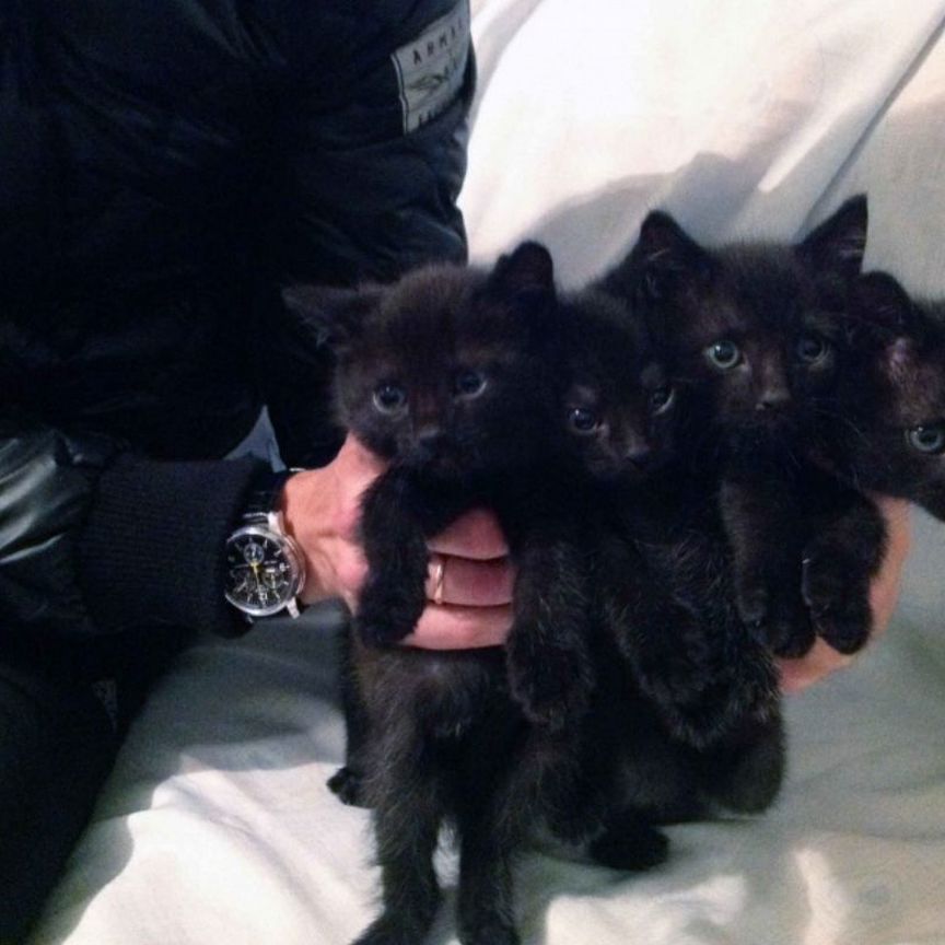 Отдам котят в добрые руки