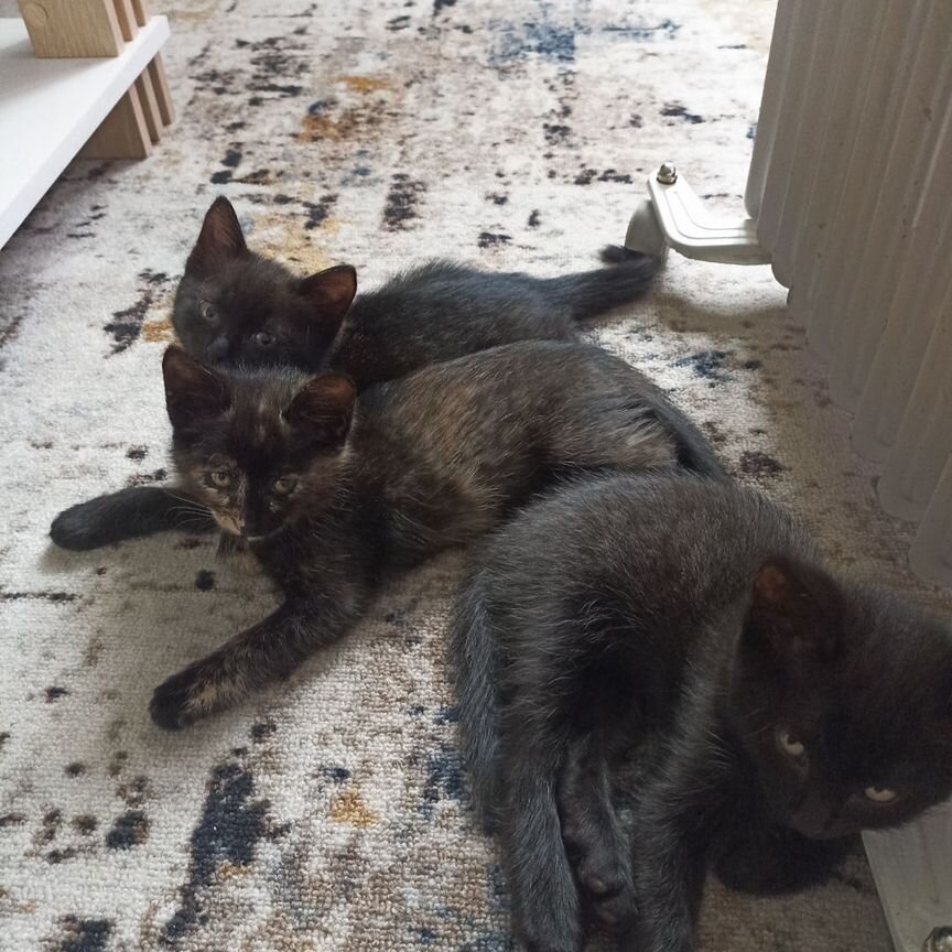 Домашние животные котята