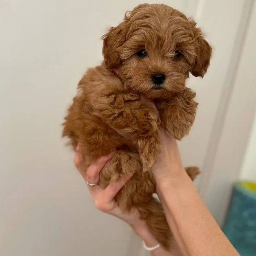 Мальтипу, щенок