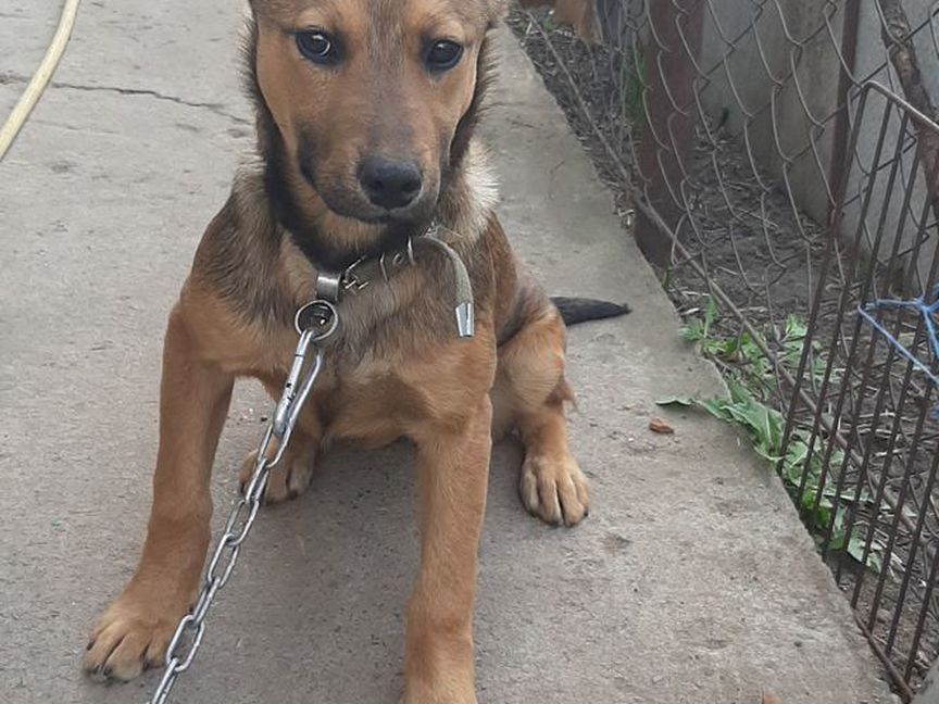 Собака в добрые руки