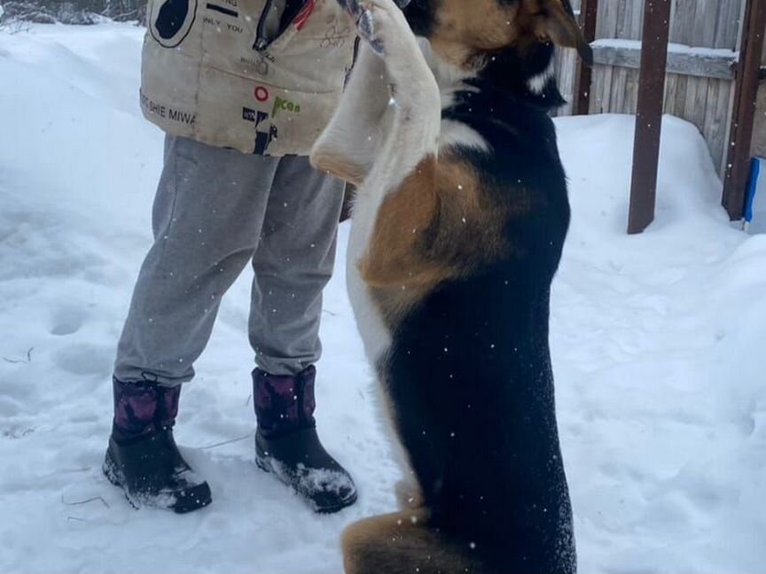 Охотничьи собаки лайки черный кобель