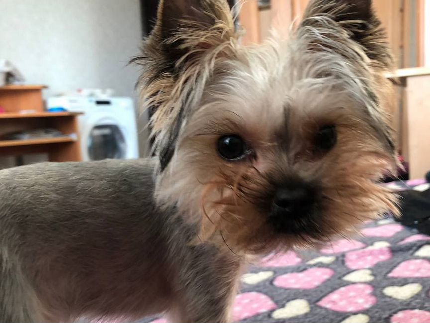 Йоркширский терьер щенки