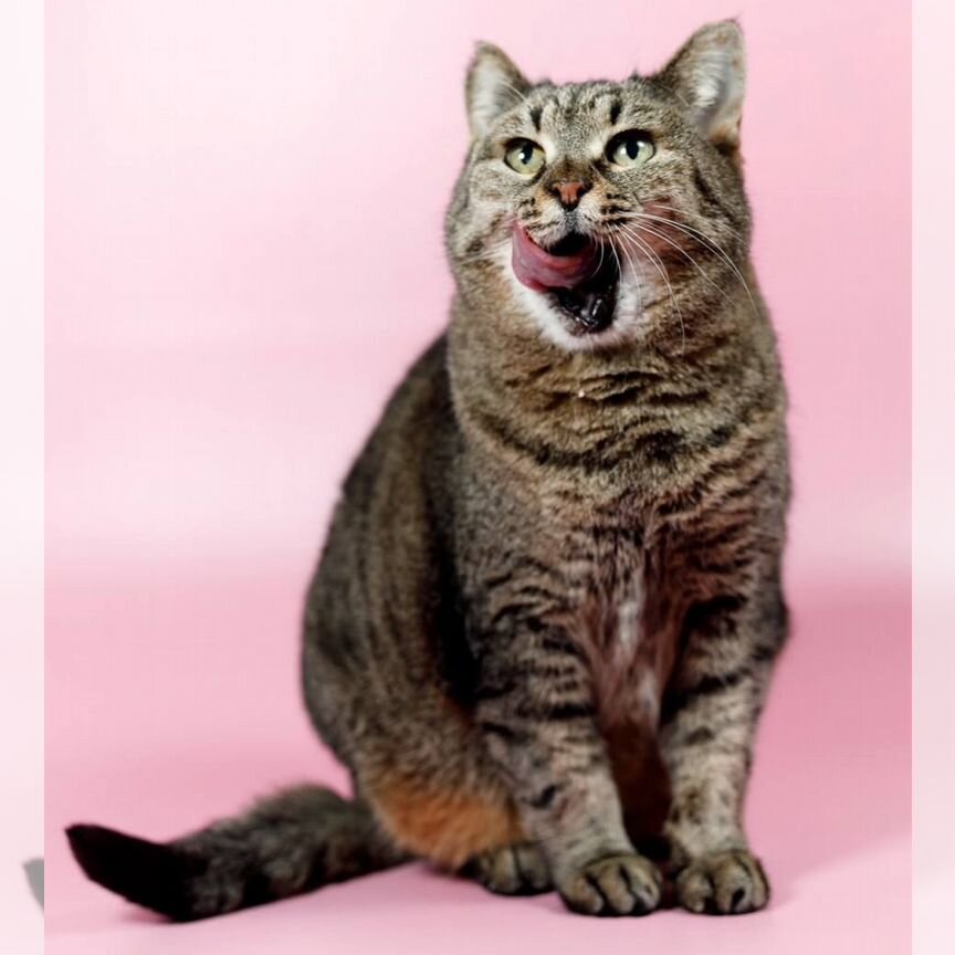 Взрослая, кошка в добрые руки