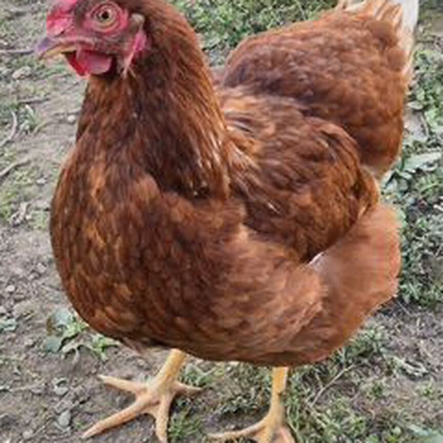 Куры несушки продам