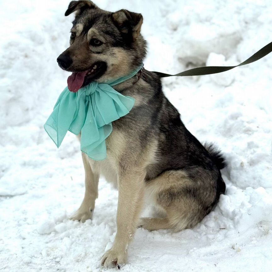 Взрослая собака в добрые руки