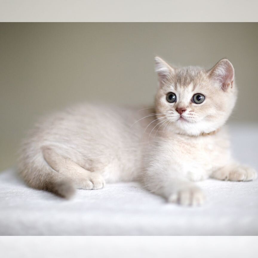 Шотландский прямоухий короткошёрстный котёнок