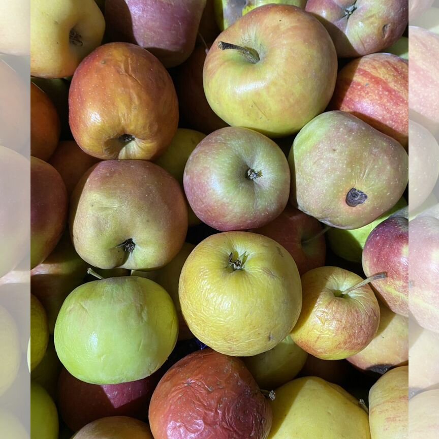 Продам яблоки
