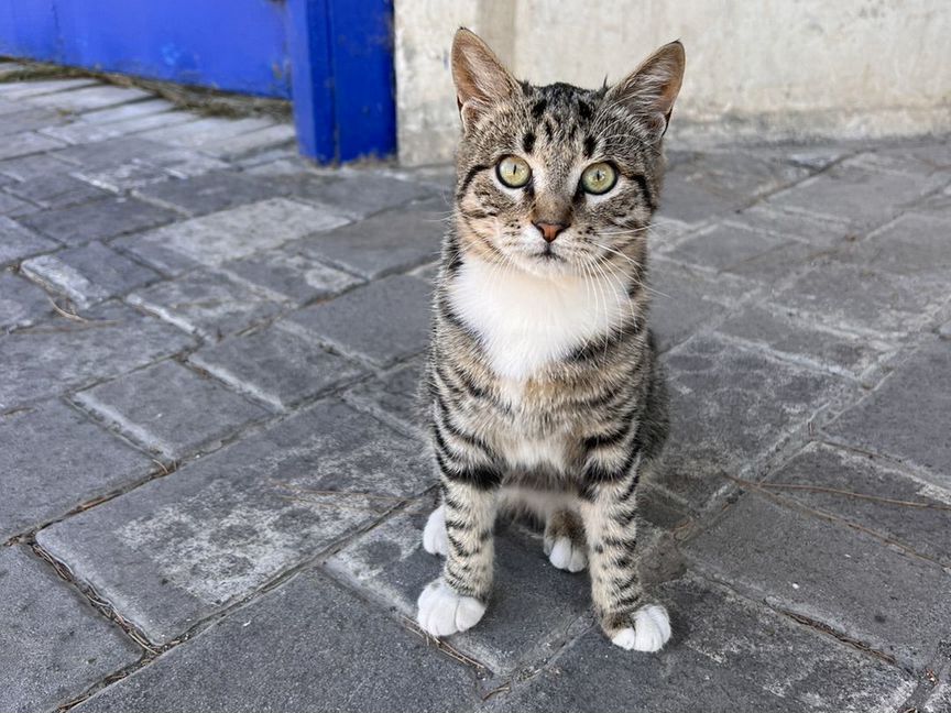 Котик подросток в добрые руки