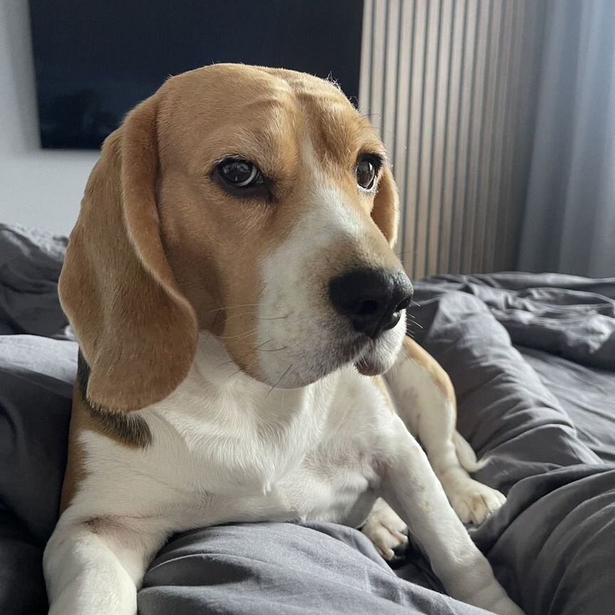 Бигль в добрые руки