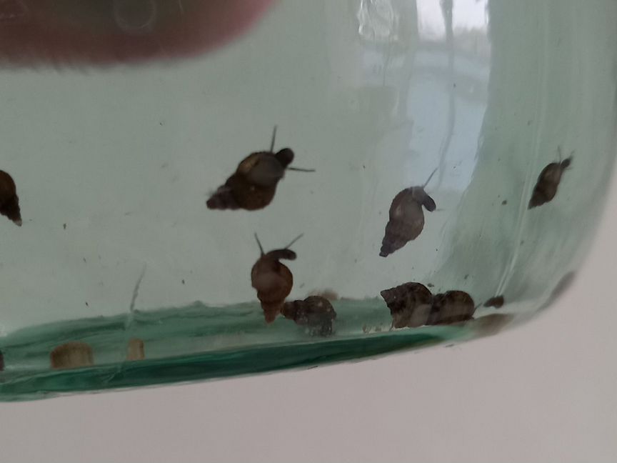 Улитки мелании