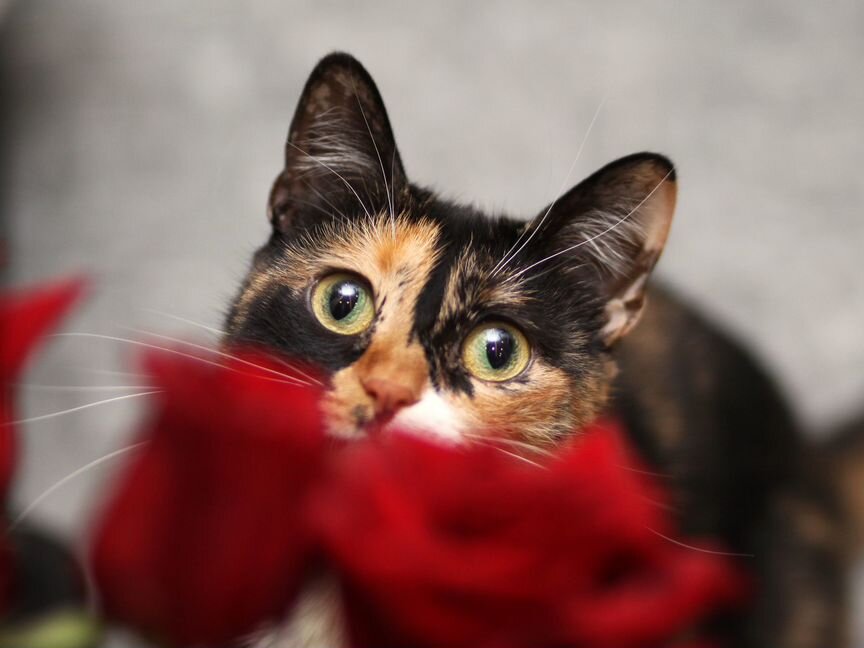 Трехцветная кошечка ищет дом