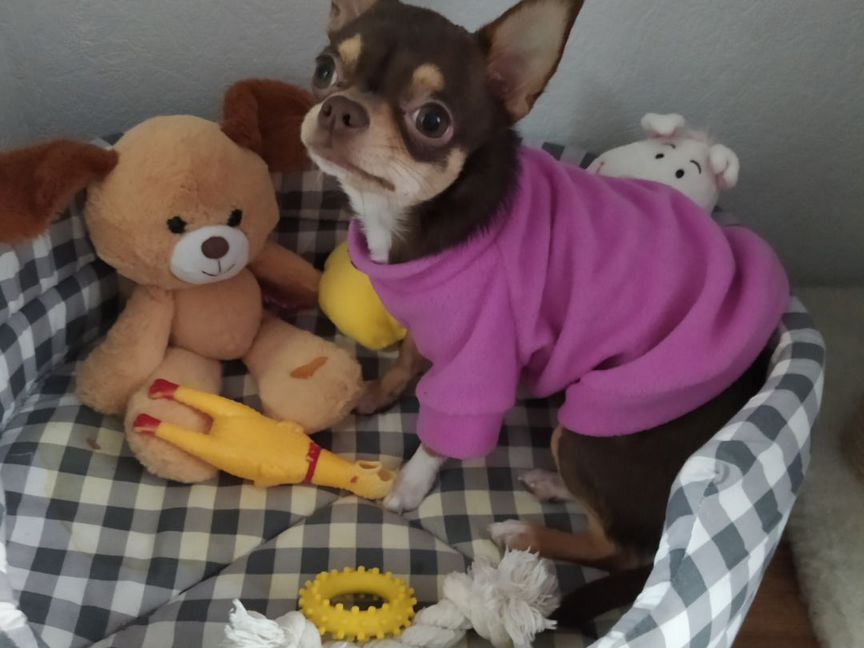 Щенки чихуахуа мини