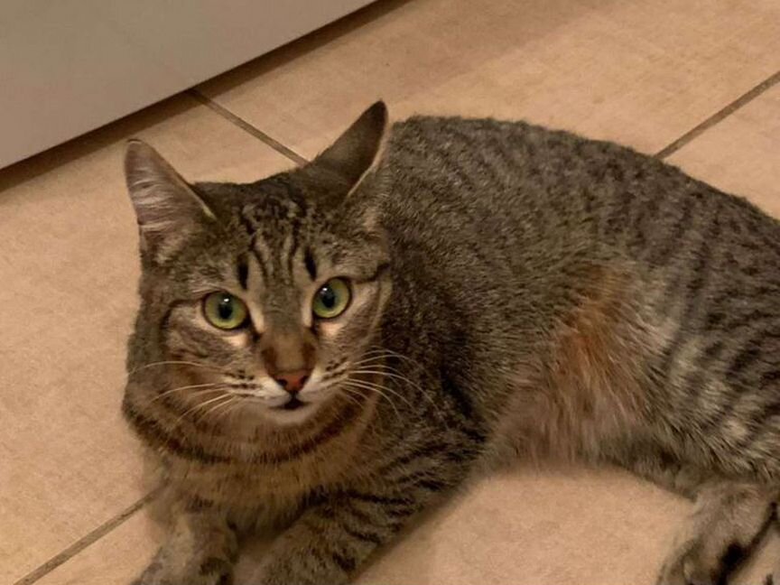 Кошечка Мия ищет дом