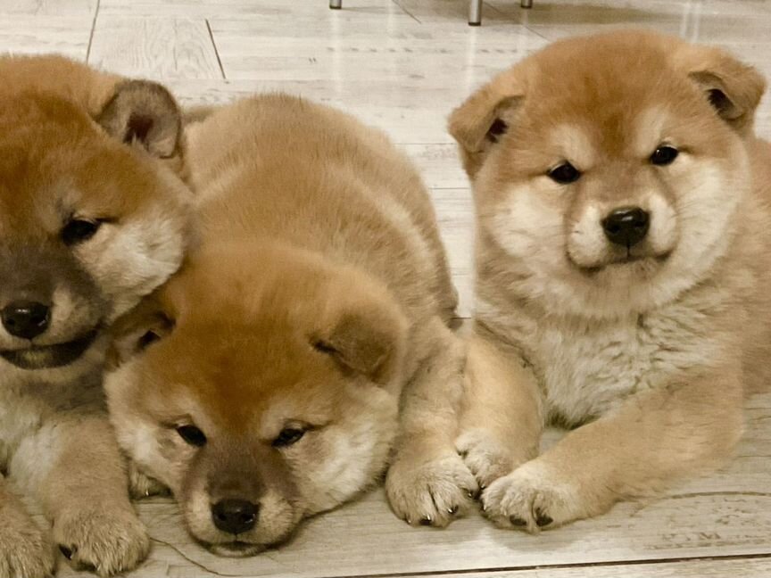 Щенки сиба ину