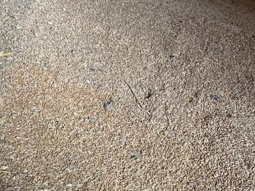 Подсолнечник, Гречиха на корм