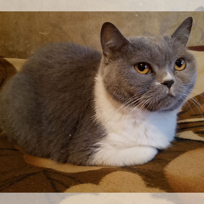 Взрослая, Девочка кошка в добрые руки