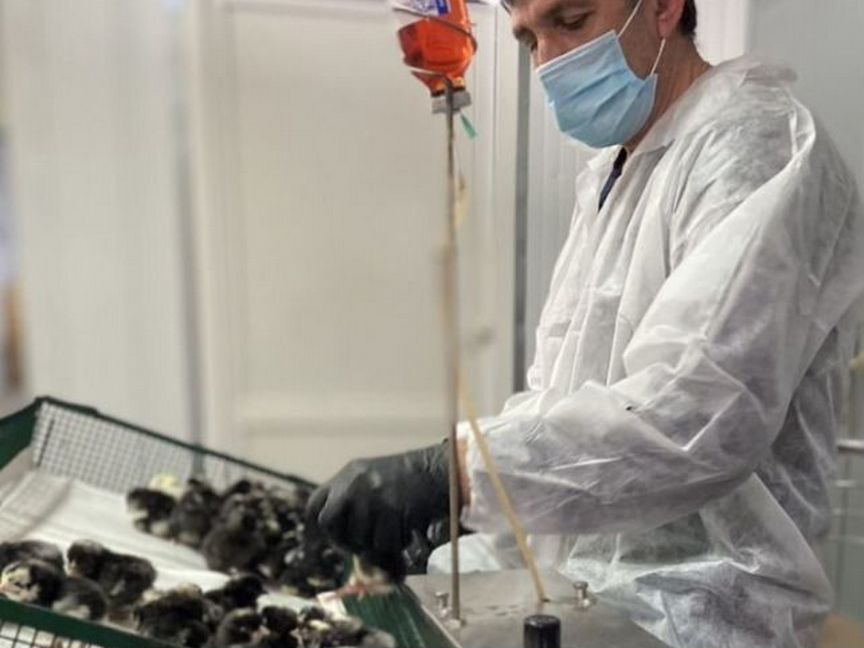 Цыплята суточные мясо -яичного направления