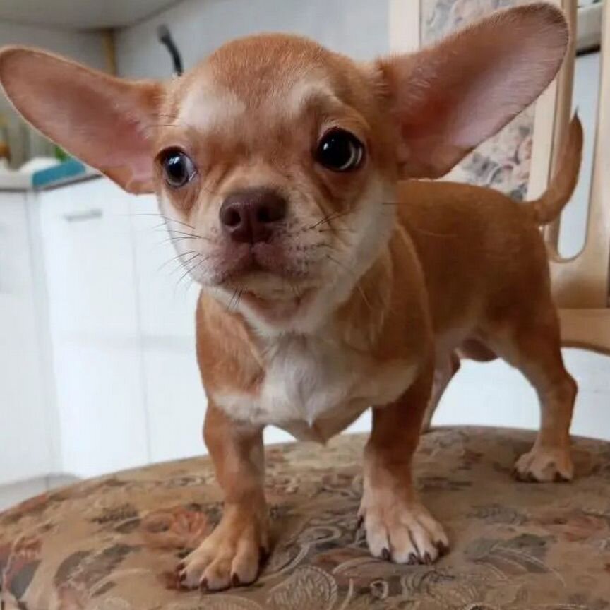 Чихуахуа, щенок