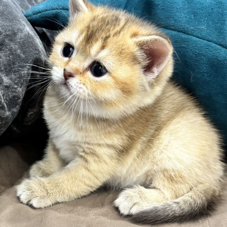 Британский короткошёрстный котёнок