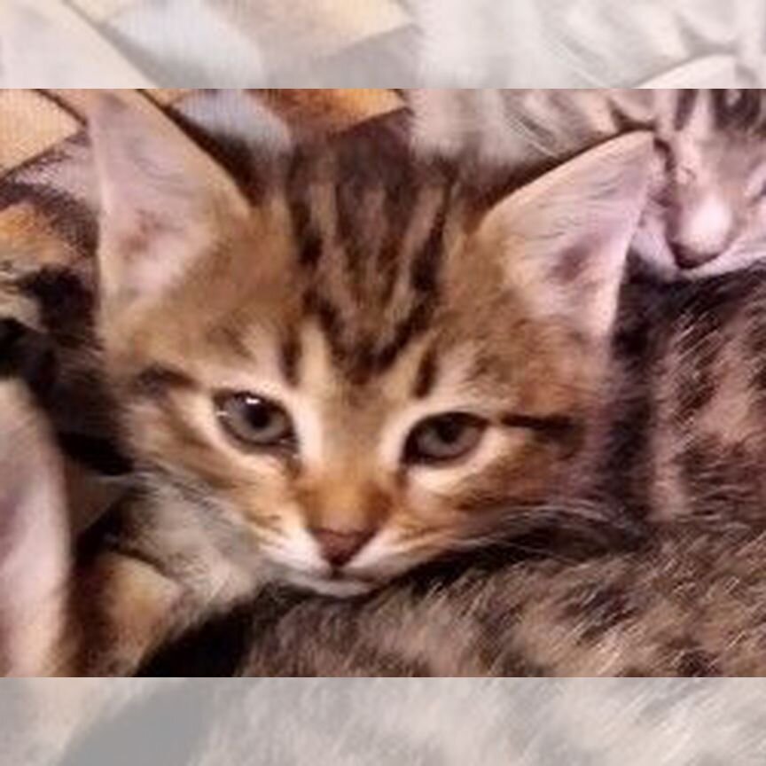 Бурундучок