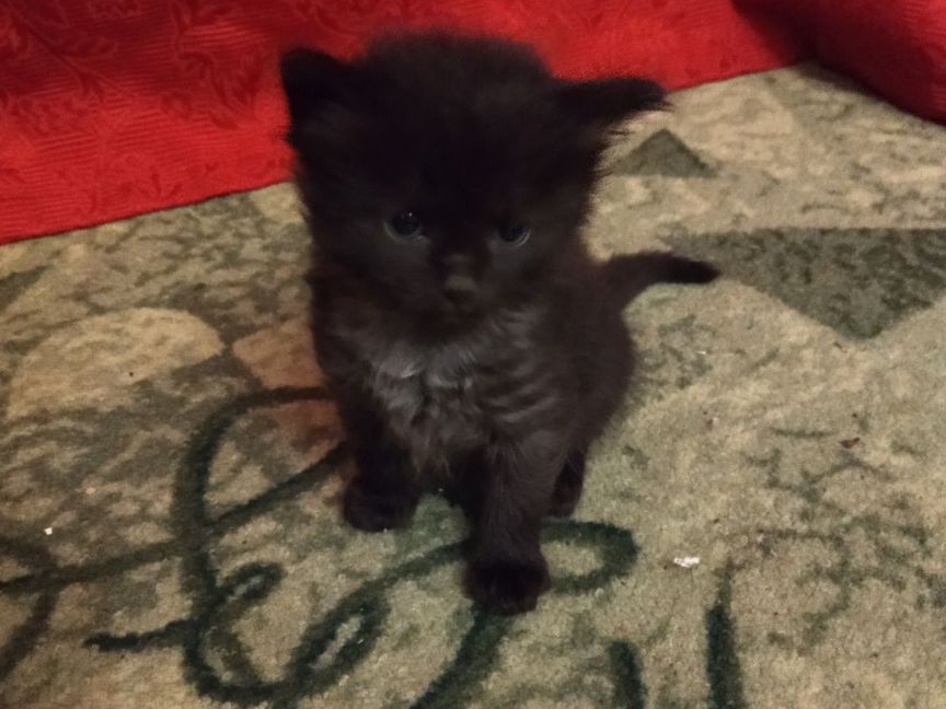 Кошки в добрые руки