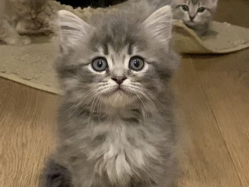 Шотландские котята скотиш страйт