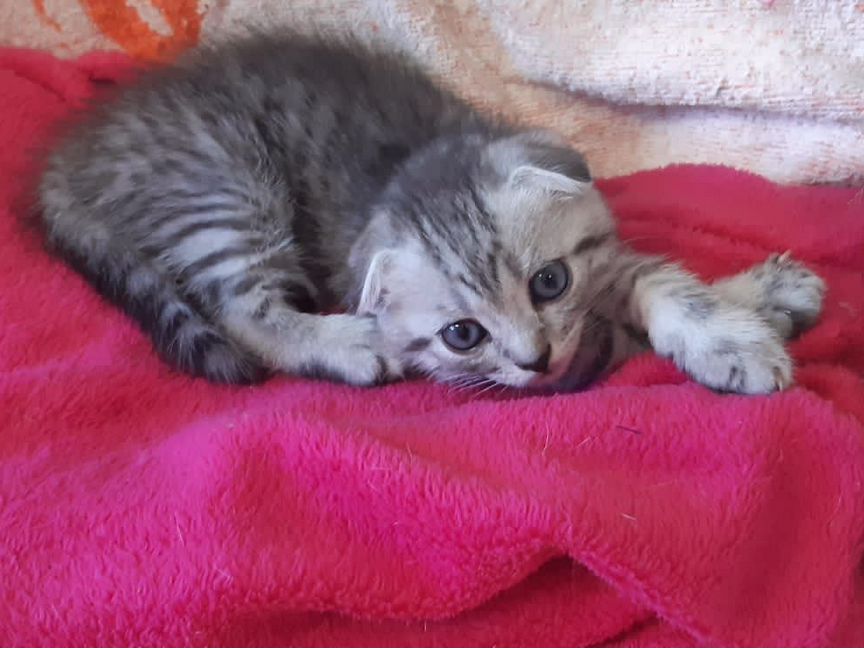 Британские котята