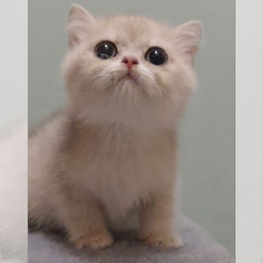 Британский короткошёрстный котёнок