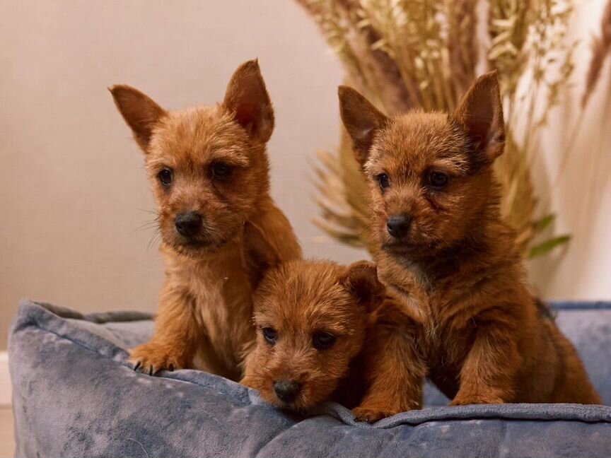 Норвич терьер