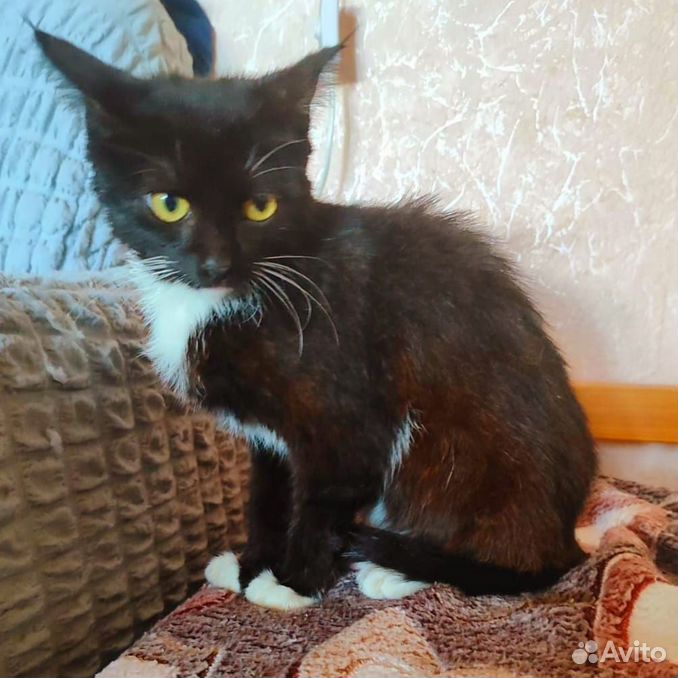 Котенок Юлька