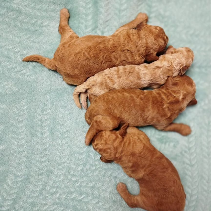 Щенки пуделя