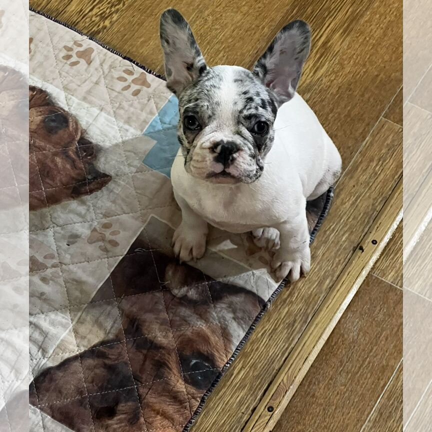 Французский бульдог