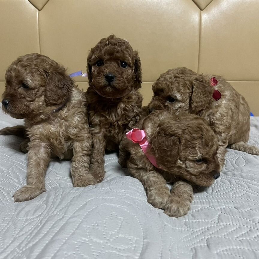 Карликовый пудель, щенок