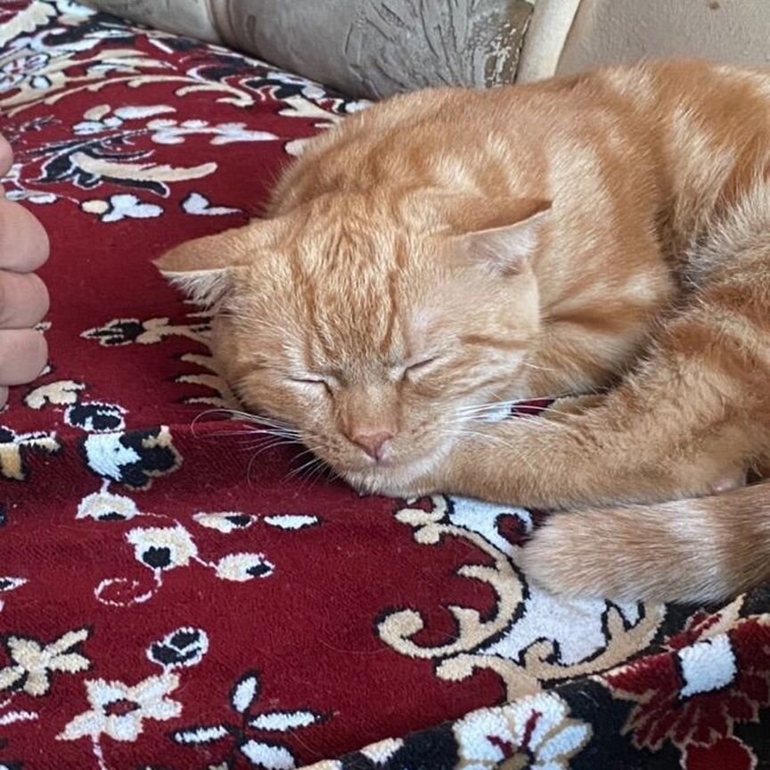 Котенок Митя