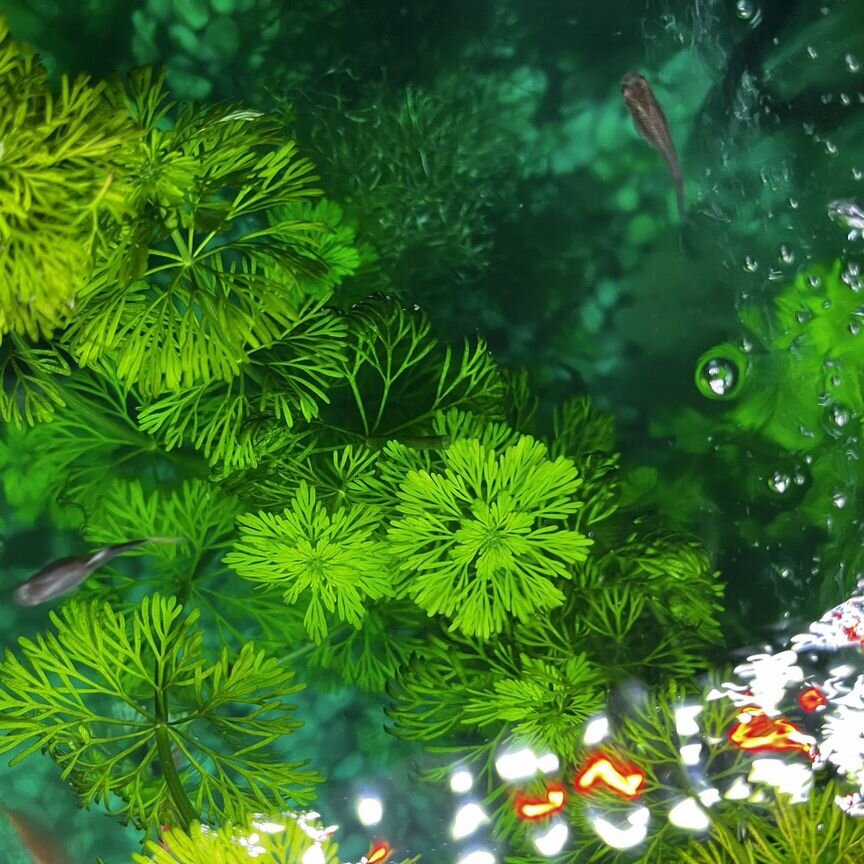 Растения для аквариума