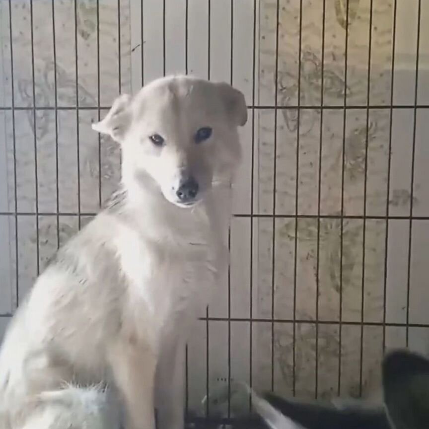 Не везет Лисе с хозяевами