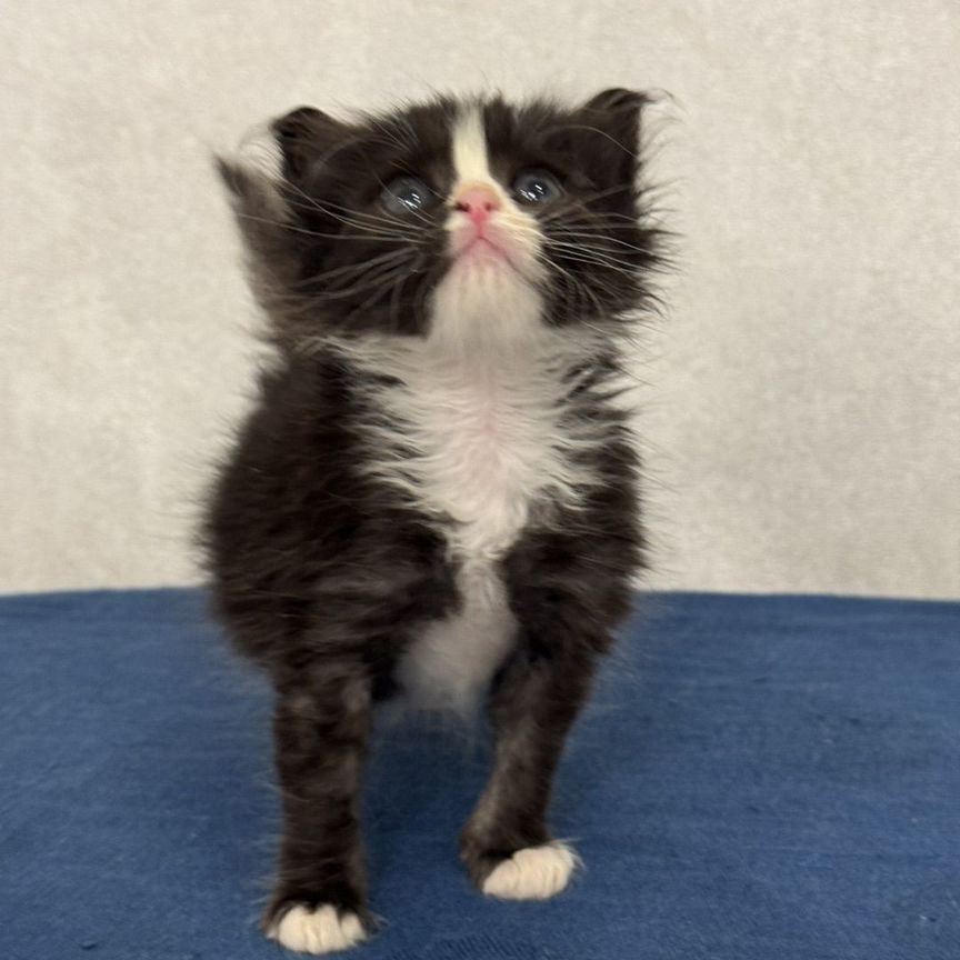 Кошечка 1 месяц